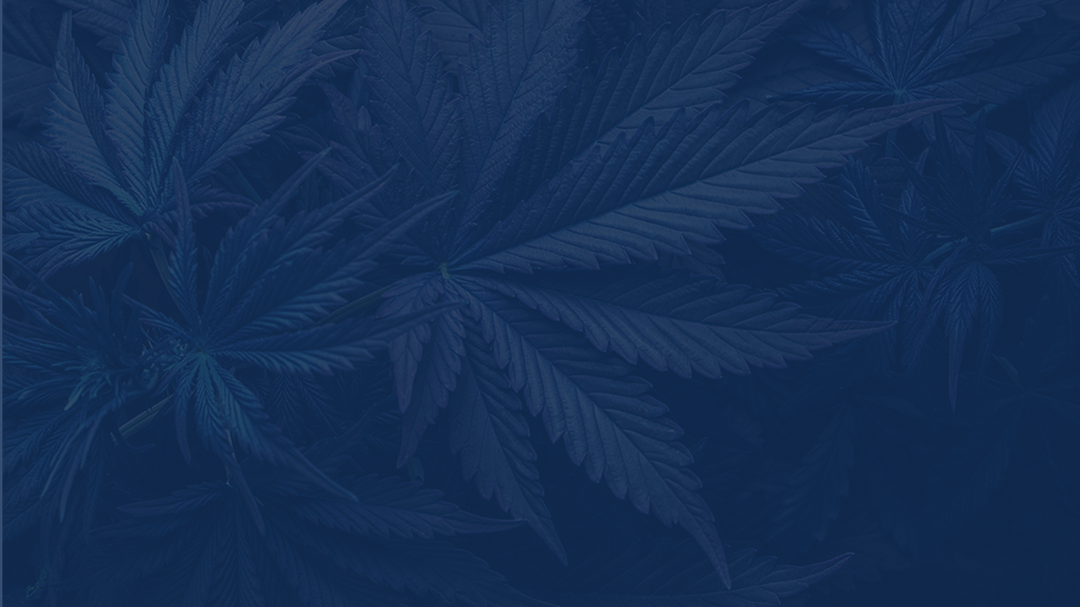 Premixed H4CBD Distillate with Terpenes | Terpene Infused H4CBD