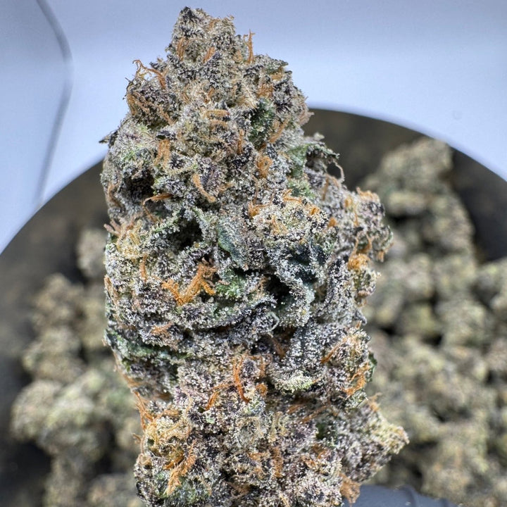 Hash Burger Strain | THCa Indica Strain